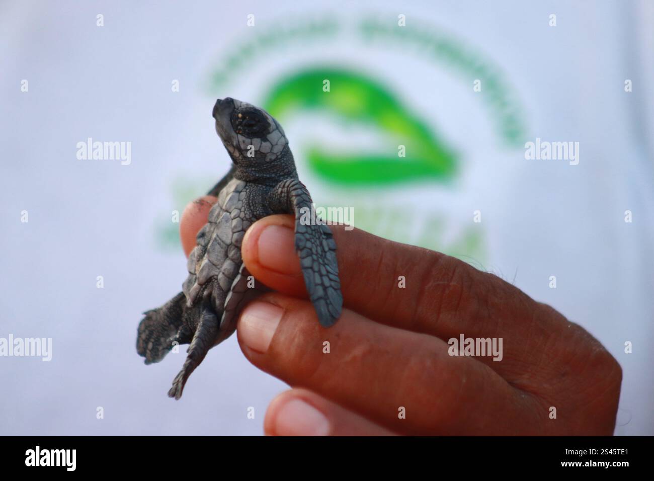 Oaxaca, Mexico. 09th Jan, 2025. A person lifts a Olive Ridley turtle ...