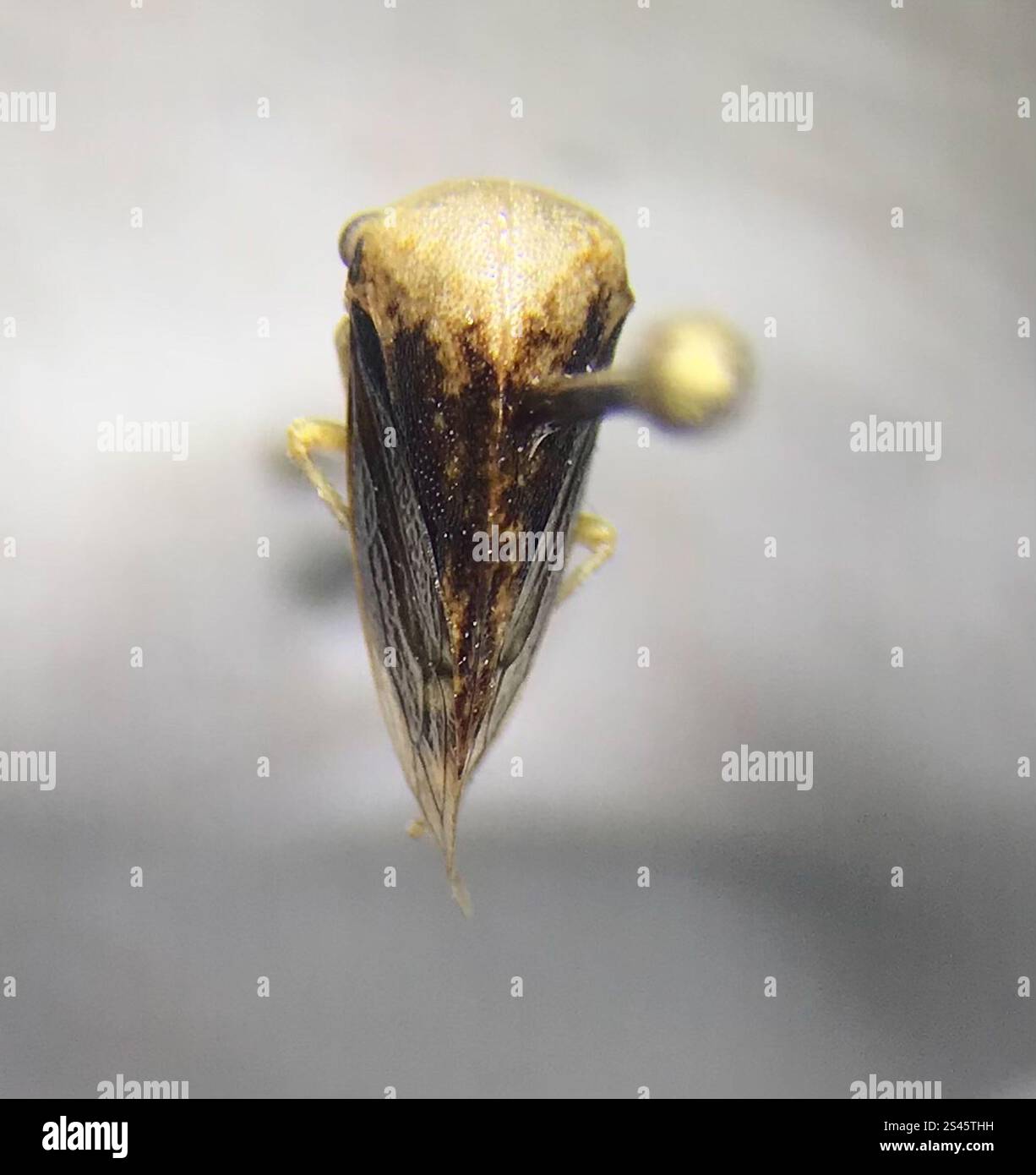 Buffalo Treehoppers and allies (Ceresini Stock Photo - Alamy