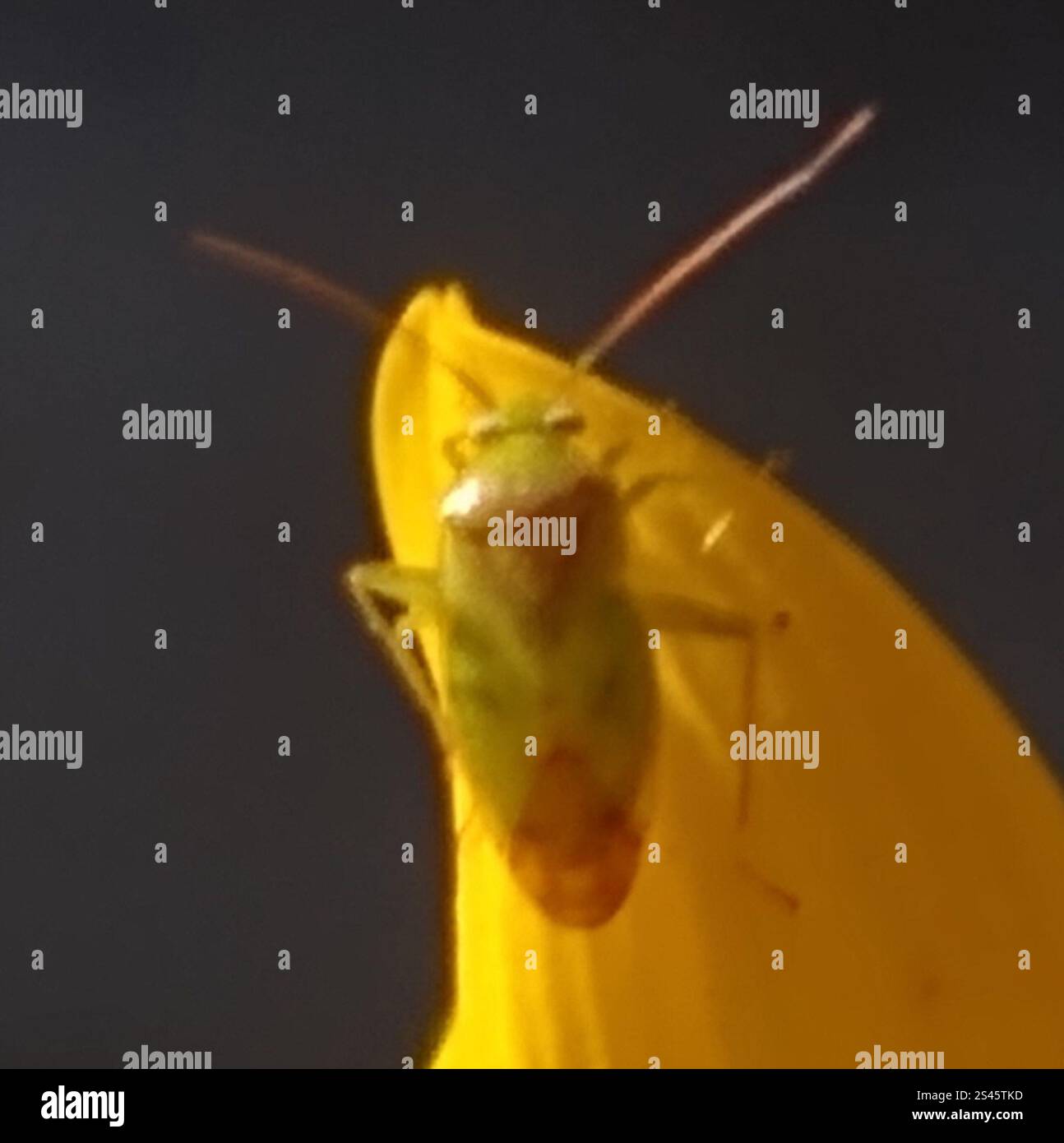 Broken-backed Bug (Taylorilygus apicalis Stock Photo - Alamy