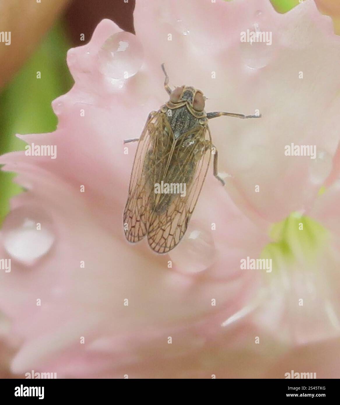 Cixiid planthoppers (Cixiidae Stock Photo - Alamy