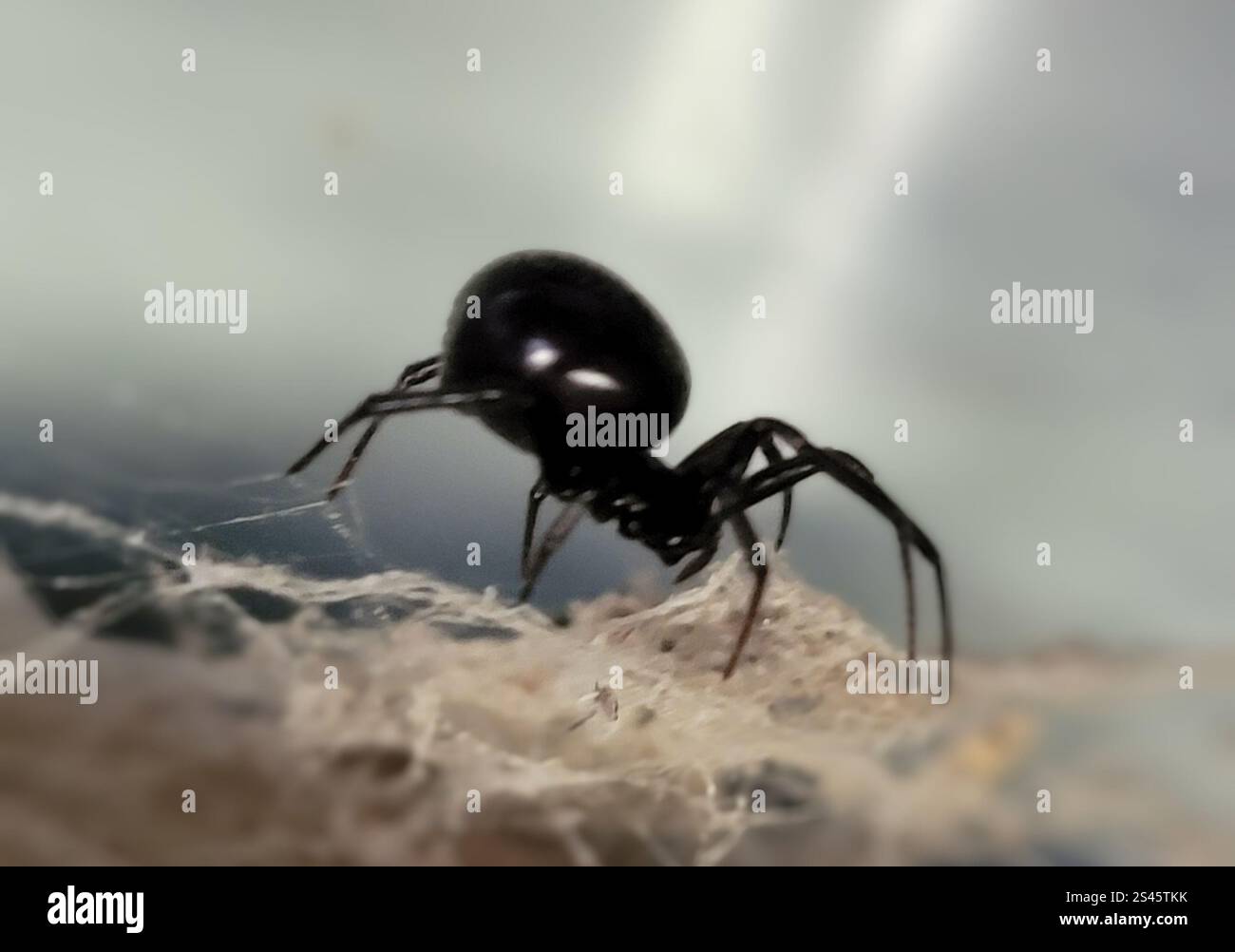Black Cobweb Spider (Steatoda capensis Stock Photo - Alamy