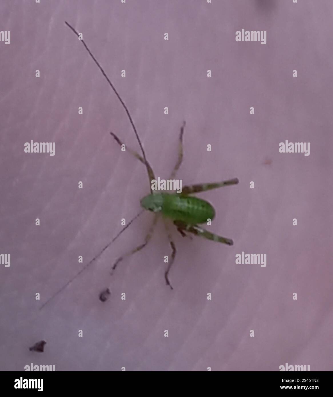 Australian Common Garden Katydid (Caedicia simplex Stock Photo - Alamy