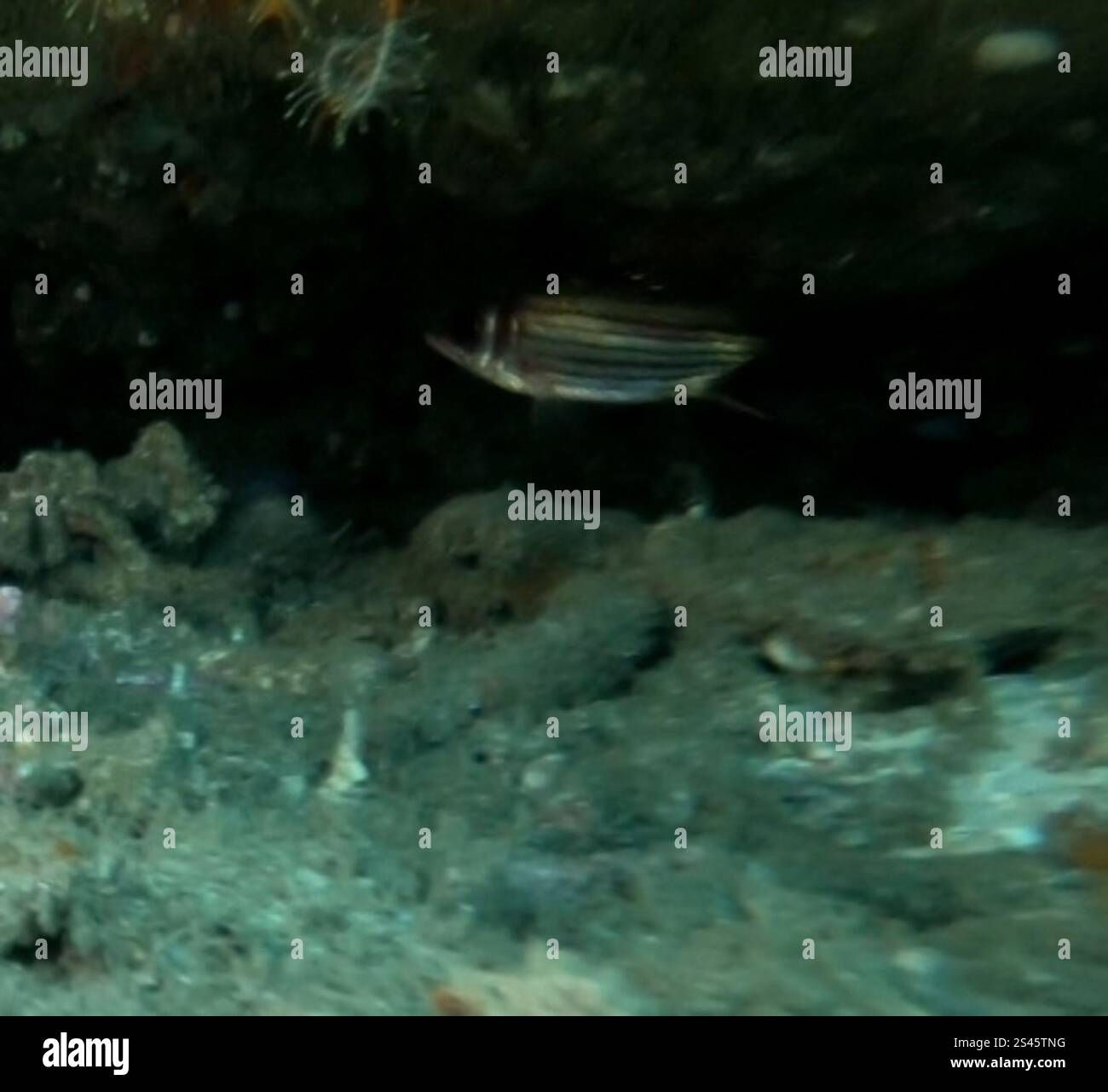 Spotfin Squirrelfish (Neoniphon sammara Stock Photo - Alamy