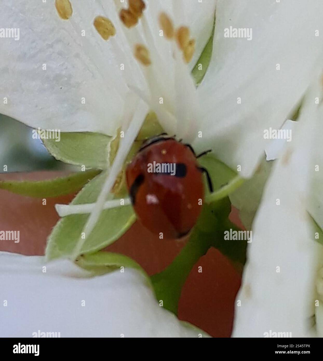 Two-spotted Lady Beetle (Adalia bipunctata Stock Photo - Alamy