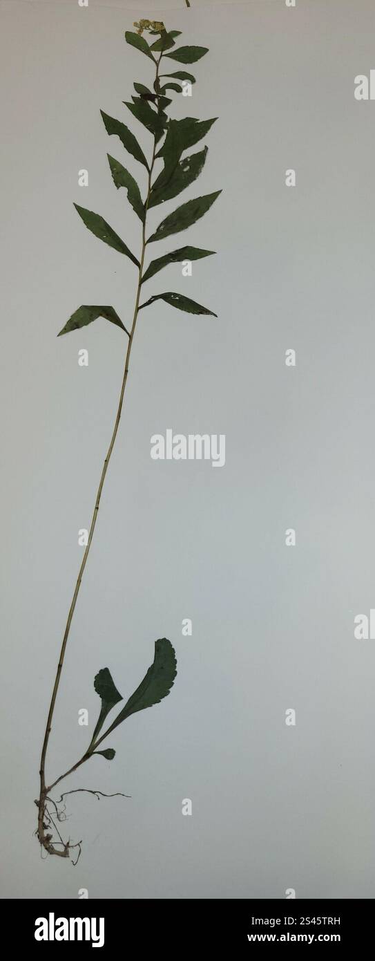 Swamp Goldenrod (Solidago patula Stock Photo - Alamy