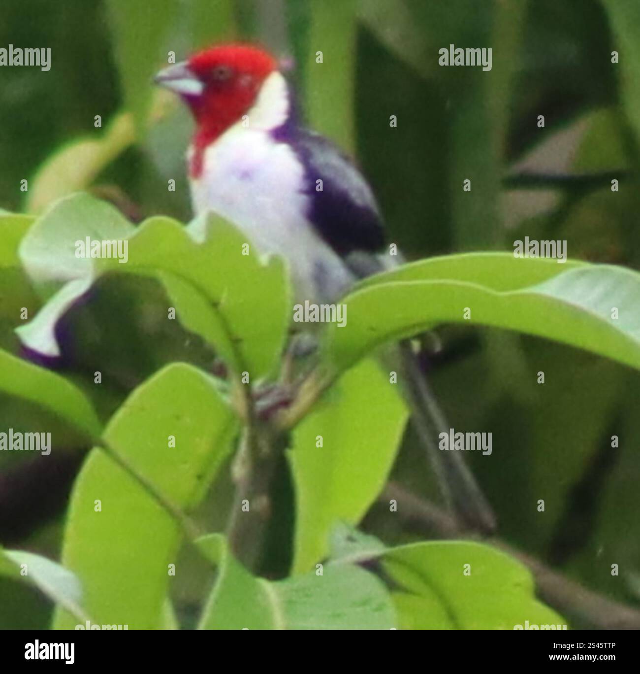 Red-cowled Cardinal (Paroaria dominicana Stock Photo - Alamy
