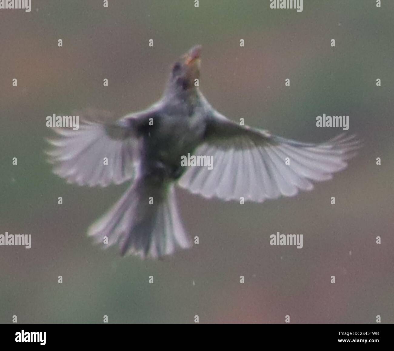 Sayaca Tanager (Thraupis sayaca Stock Photo - Alamy
