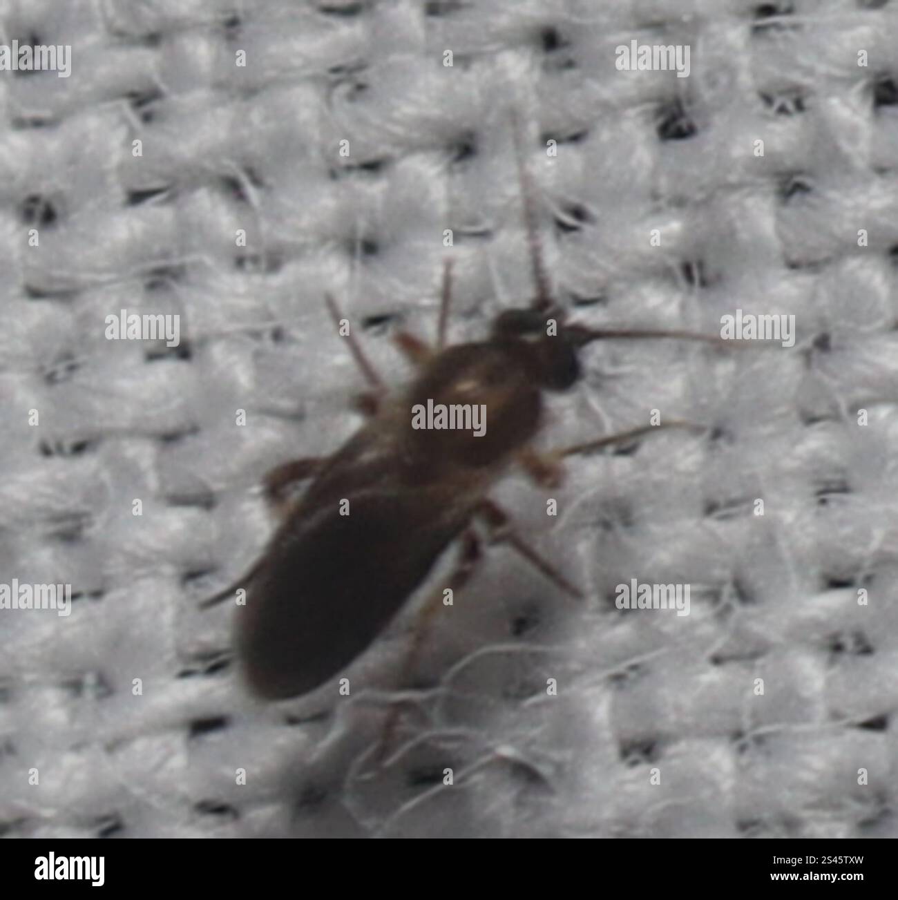 Biting Midges (Ceratopogonidae Stock Photo - Alamy