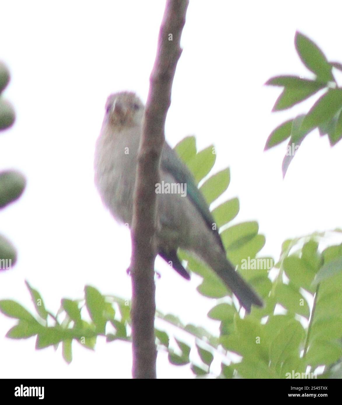 Sayaca Tanager (Thraupis sayaca Stock Photo - Alamy