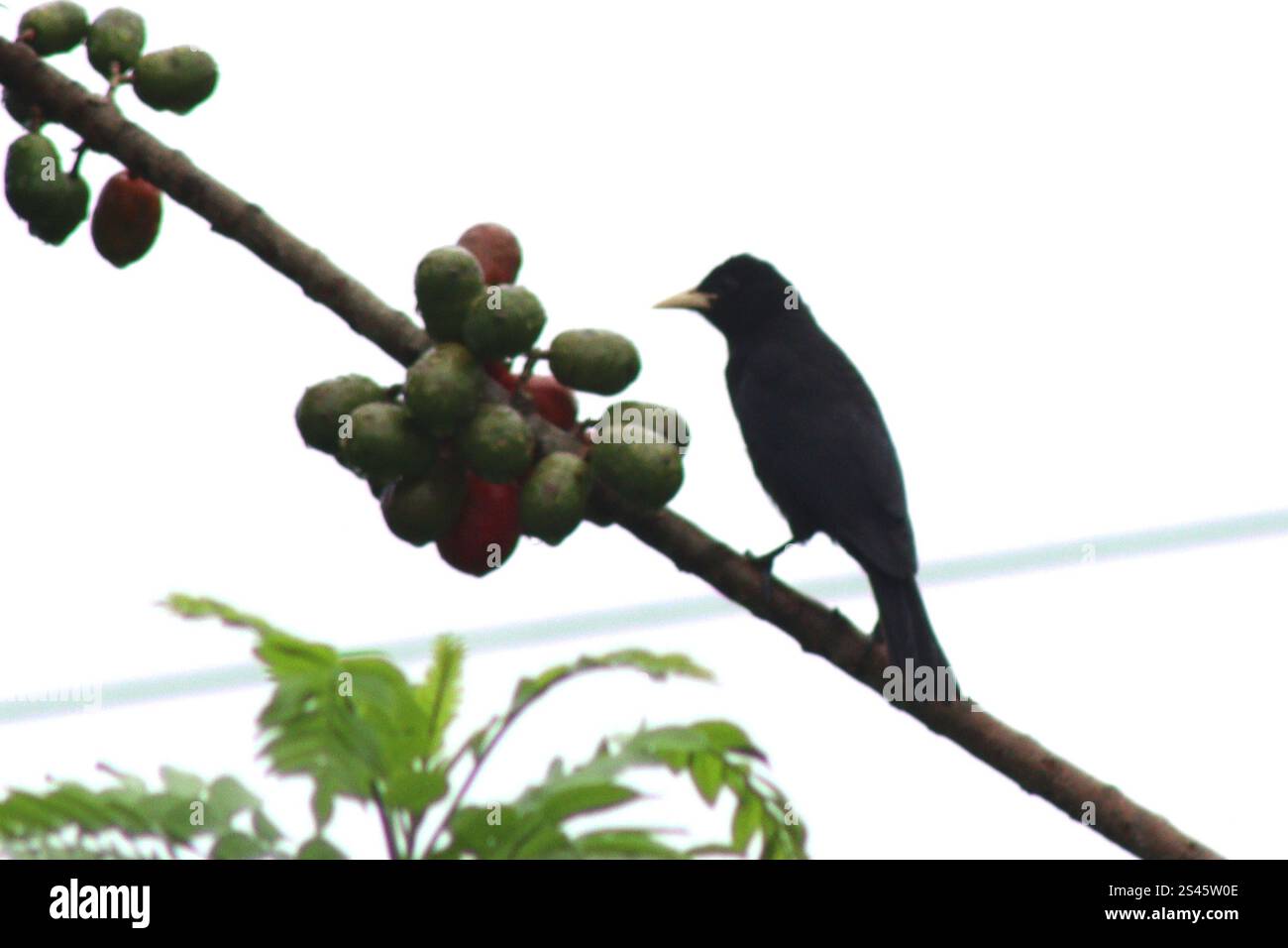 Red-rumped Cacique (Cacicus haemorrhous Stock Photo - Alamy
