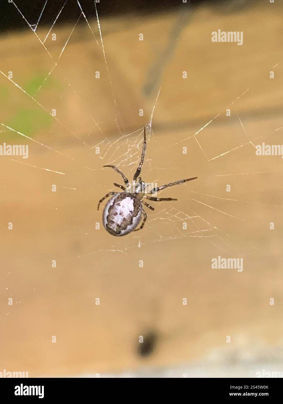 Silver-sided Sector Spider (Zygiella x-notata Stock Photo - Alamy