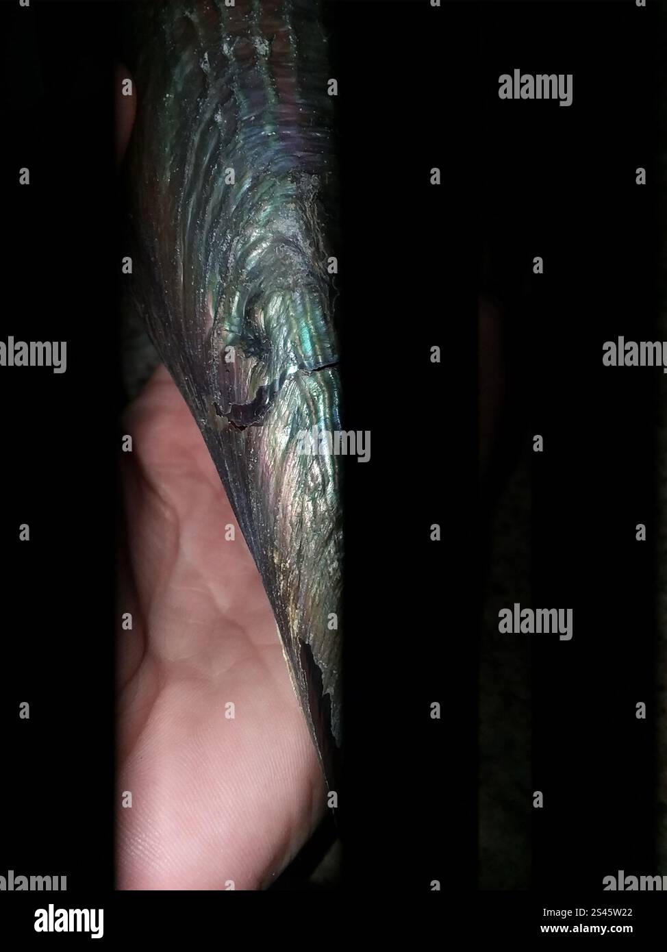 Stiff Pen Shell (Atrina rigida Stock Photo - Alamy