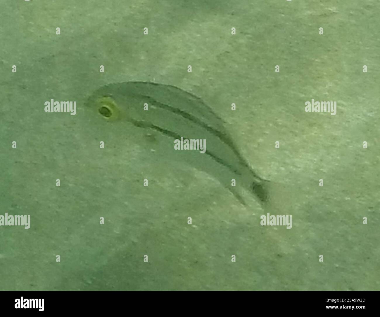 Grey Grunt (Haemulon scudderii Stock Photo - Alamy