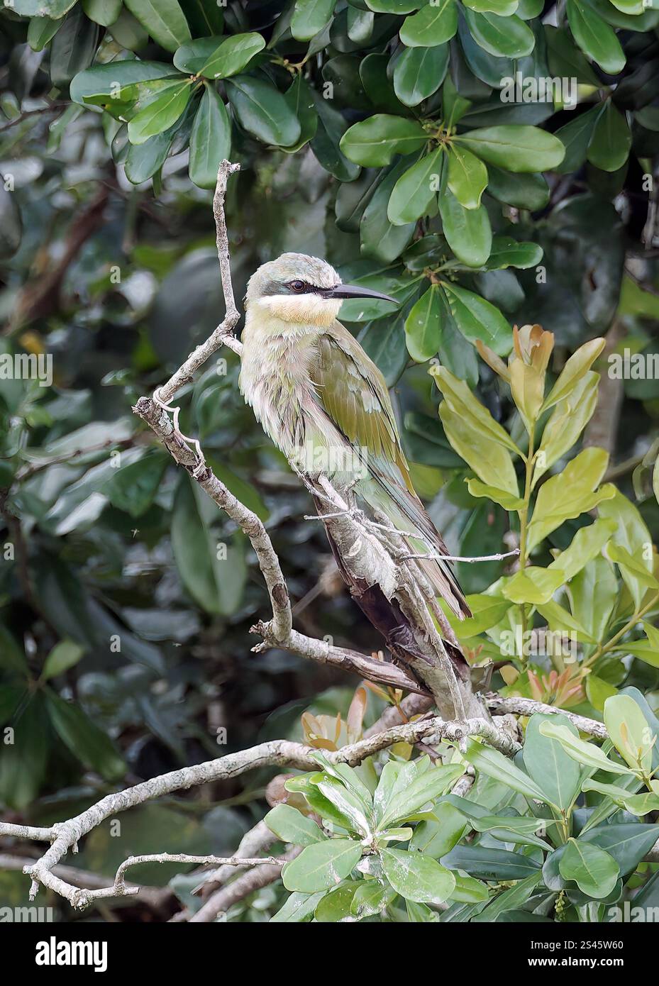 blue-cheeked bee-eater, Blauwangenspint, Guêpier de Perse, Merops ...