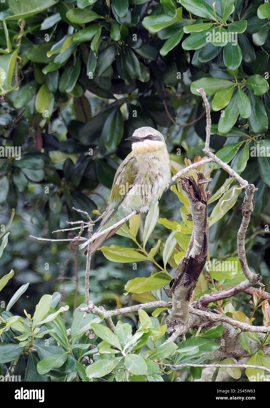 blue-cheeked bee-eater, Blauwangenspint, Guêpier de Perse, Merops ...