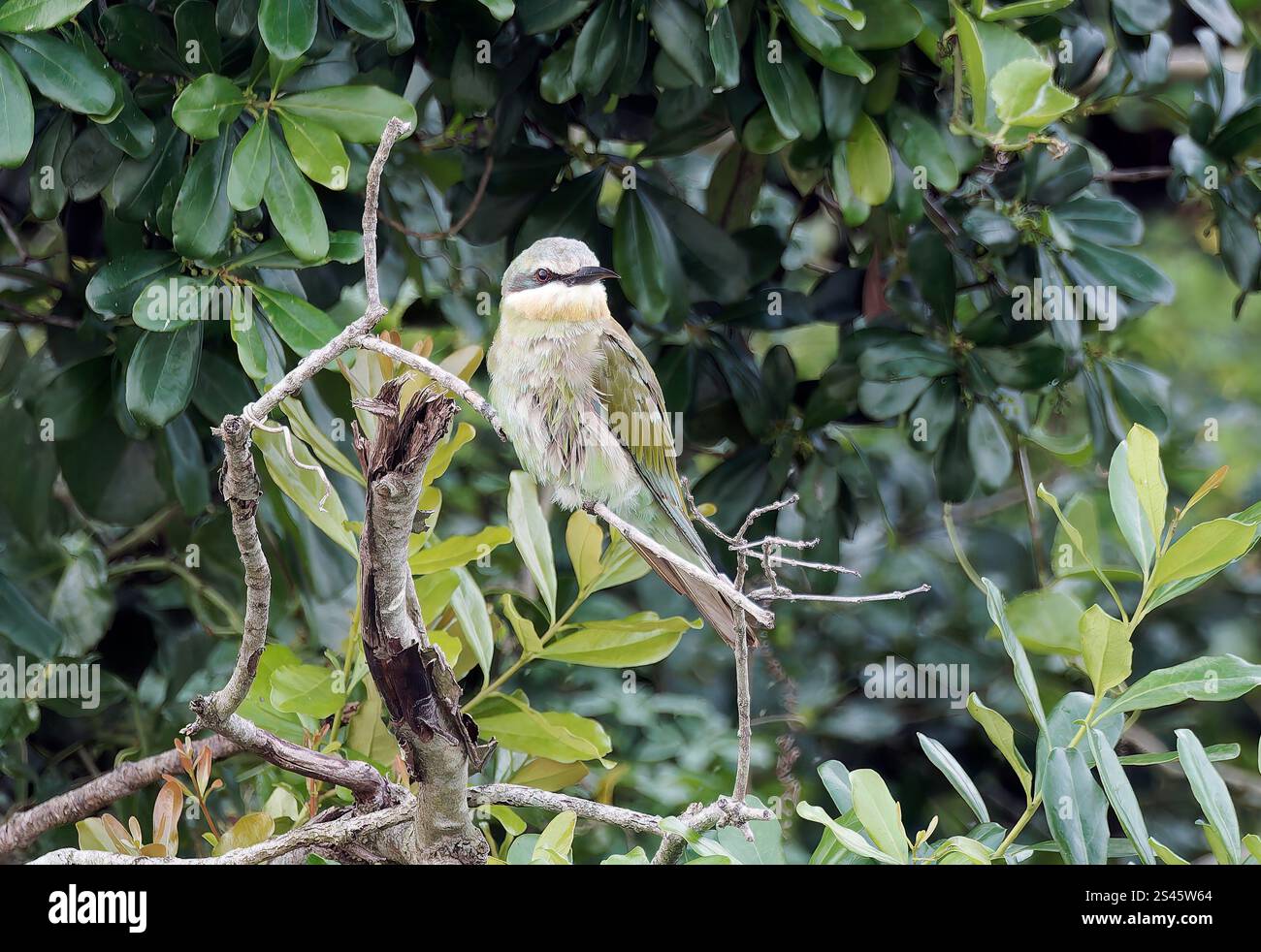 blue-cheeked bee-eater, Blauwangenspint, Guêpier de Perse, Merops ...