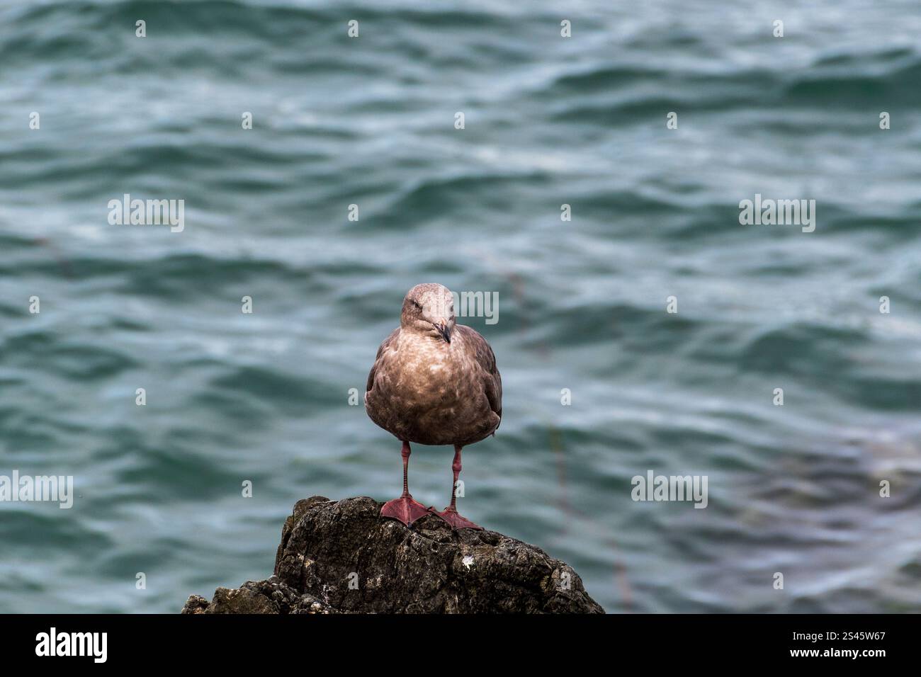 A juvenile gull perches on a rock on the beach in the Puget Sounds ...