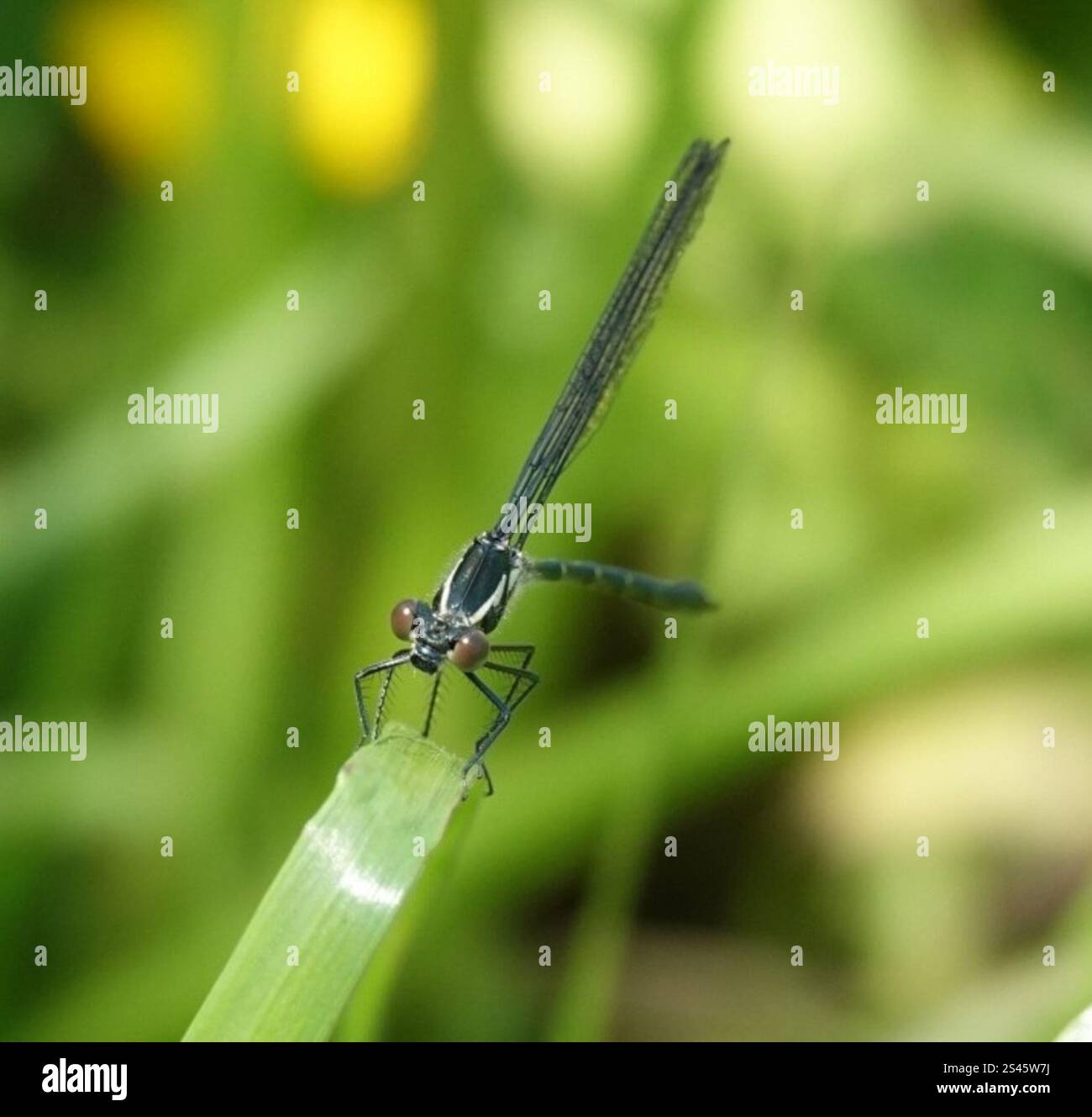 Common Flatwing (Austroargiolestes icteromelas Stock Photo - Alamy