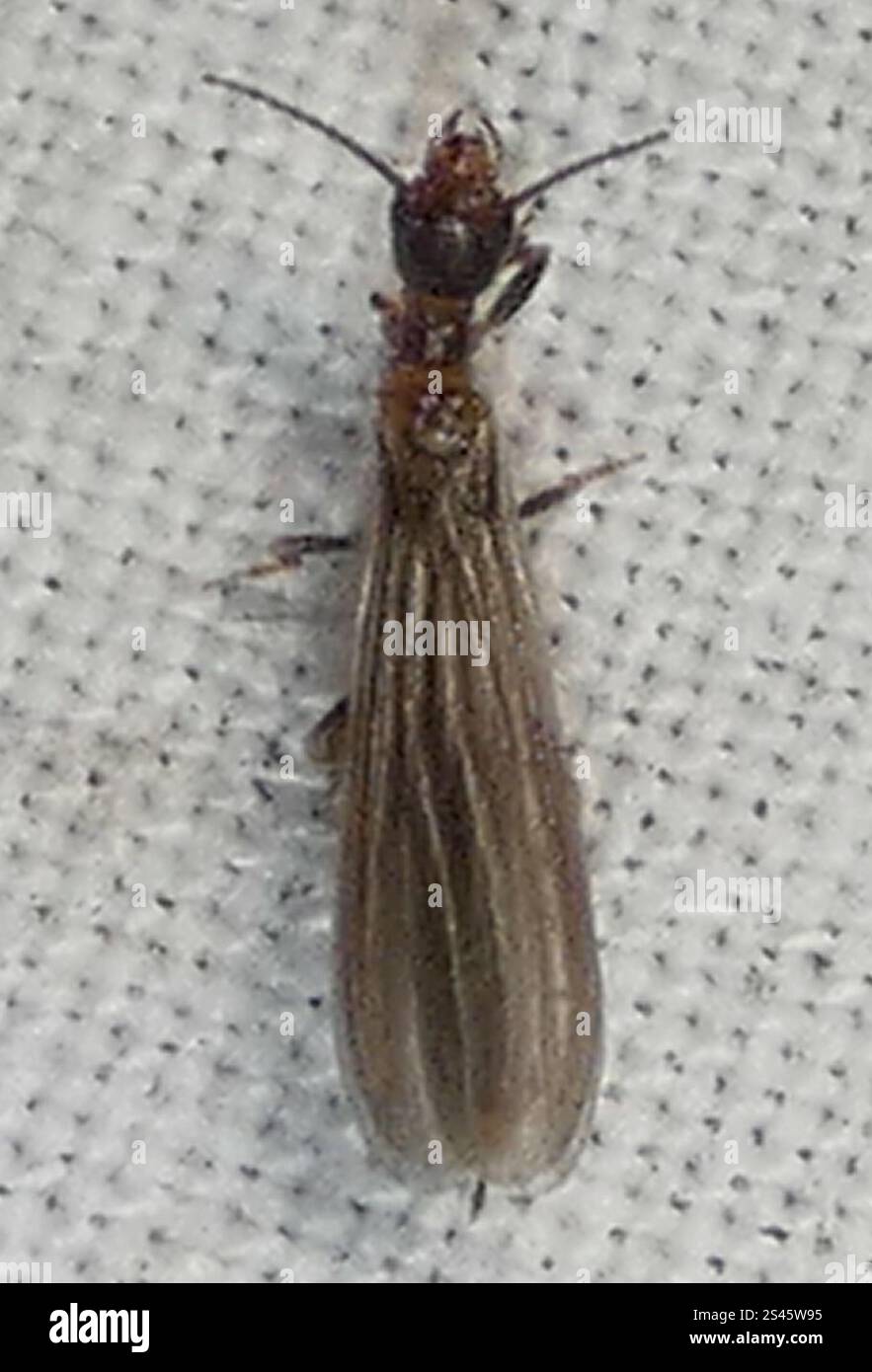 Black Webspinner (Oligotoma nigra Stock Photo - Alamy