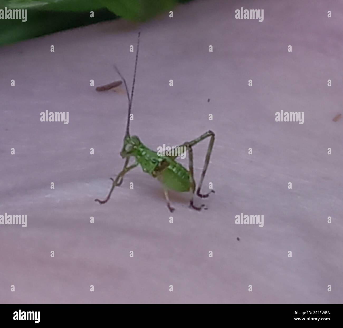 Australian Common Garden Katydid (Caedicia simplex Stock Photo - Alamy