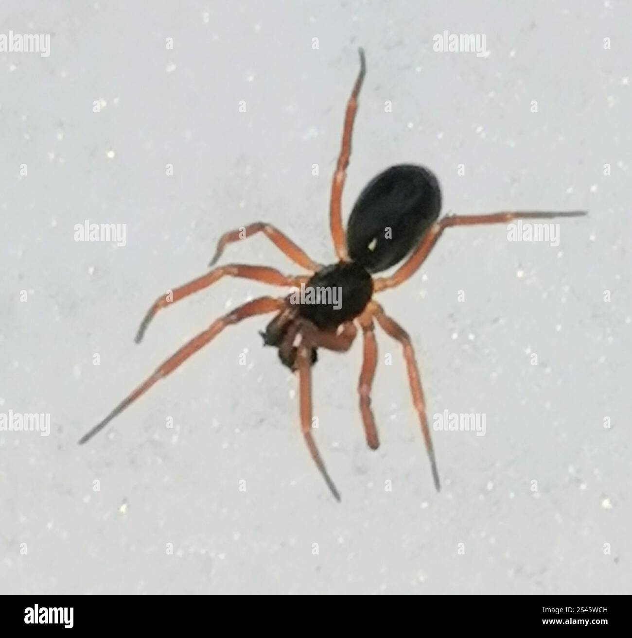 Sheetweb and Dwarf Weavers (Linyphiidae Stock Photo - Alamy