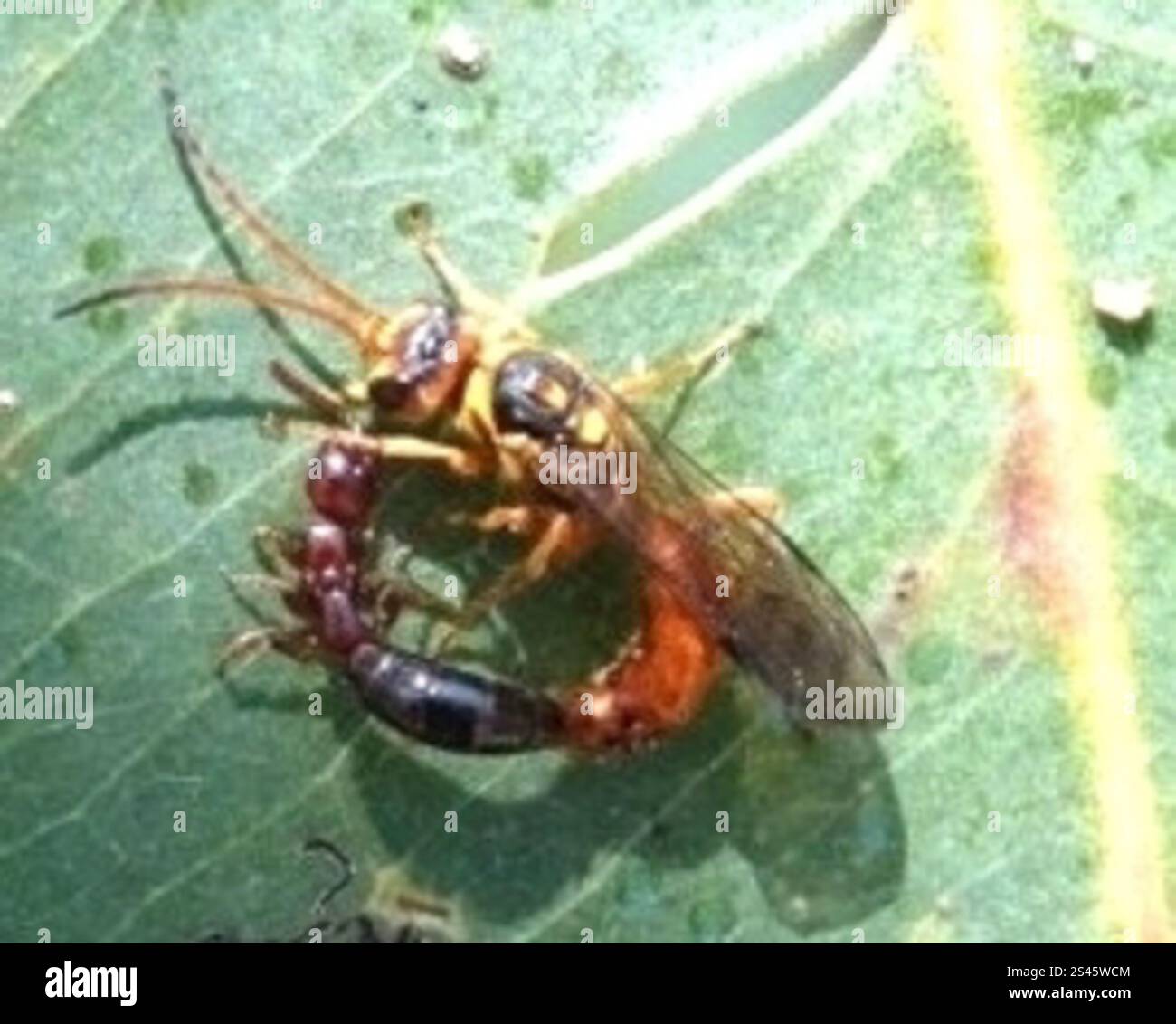 Narrow-waisted Wasps, Ants, and Bees (Apocrita Stock Photo - Alamy