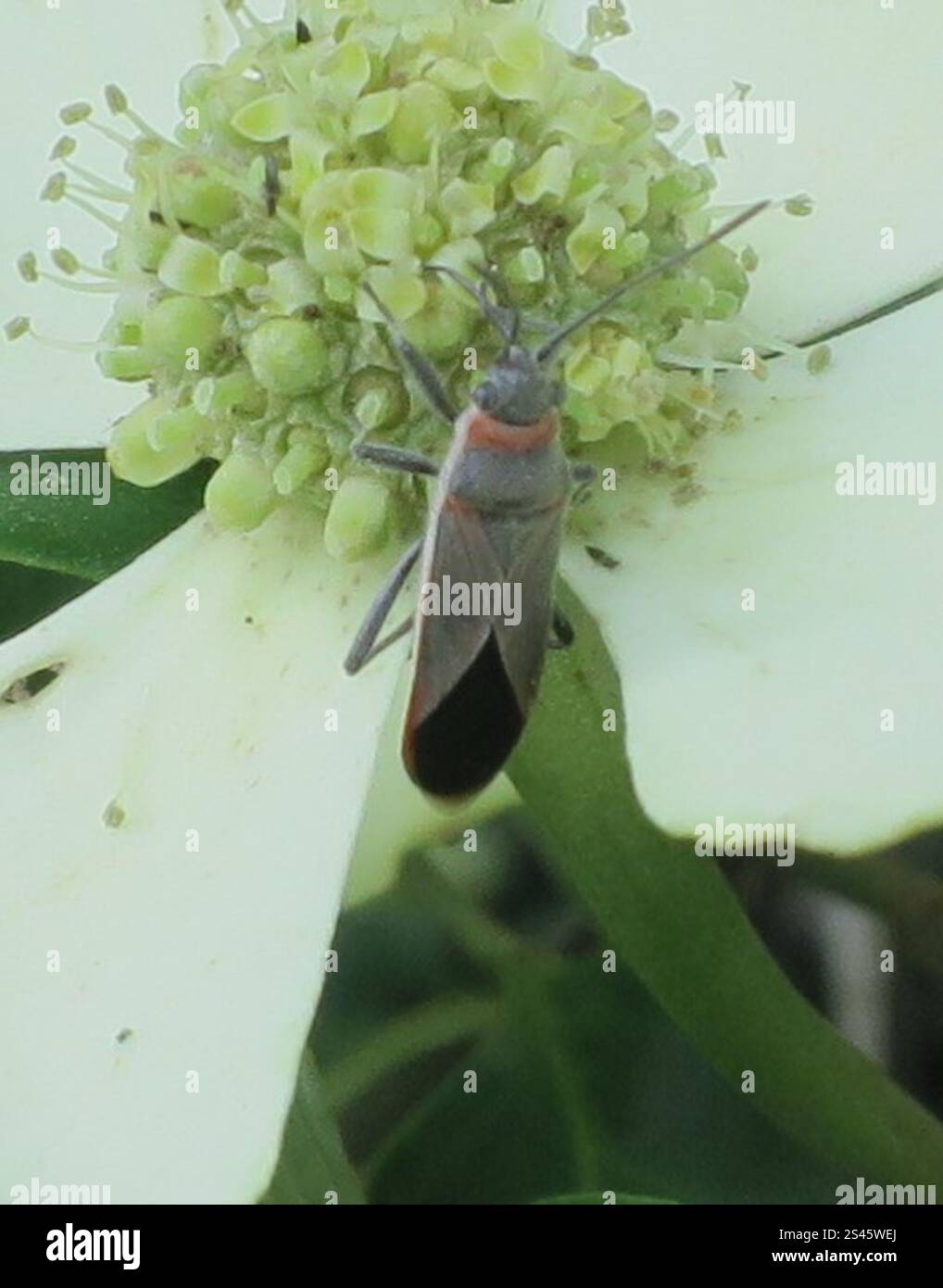Swan plant seed bug (Arocatus rusticus Stock Photo - Alamy