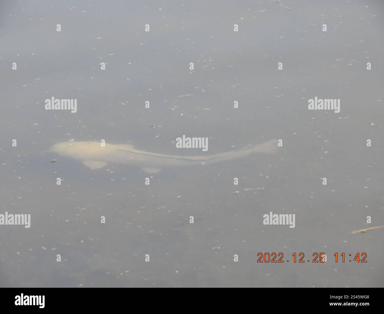Sharptooth Catfish (Clarias gariepinus Stock Photo - Alamy