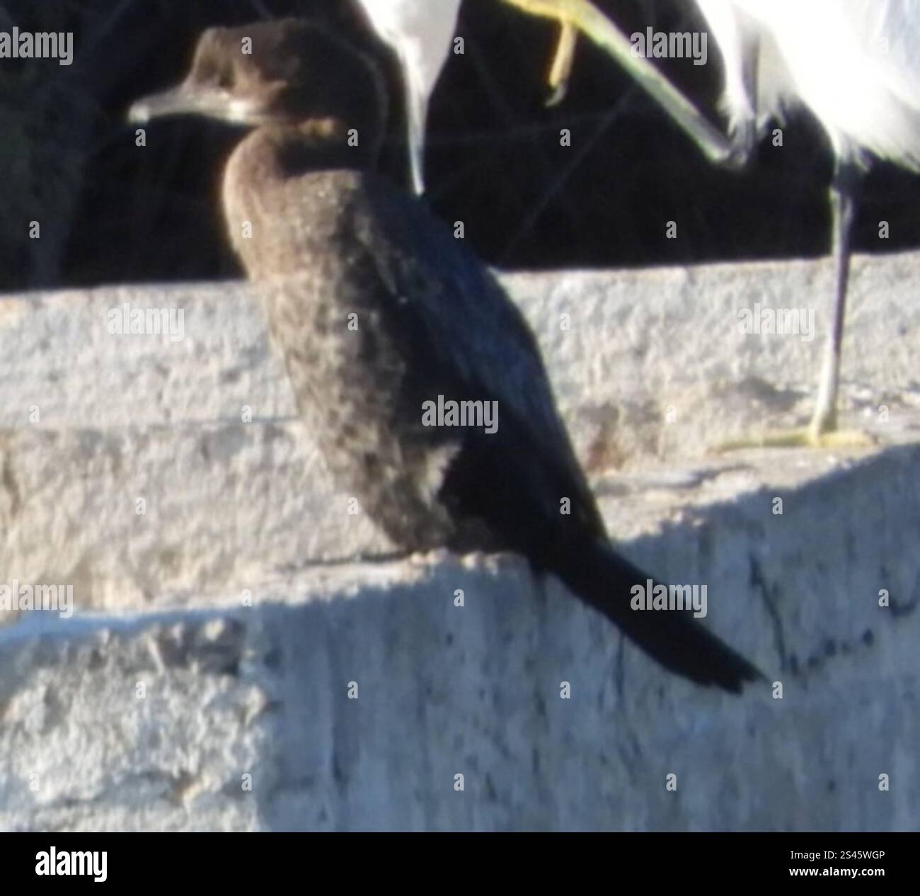 Pygmy Cormorant (Microcarbo pygmaeus Stock Photo - Alamy