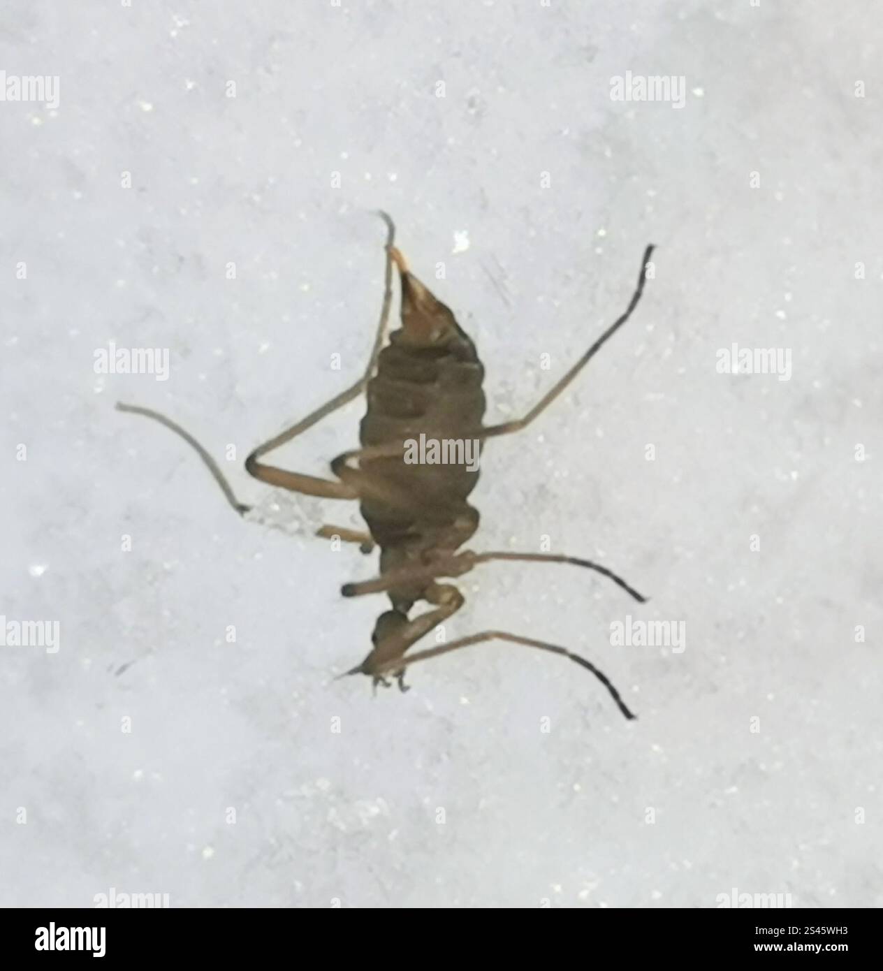 Snow Flies (Chionea Stock Photo - Alamy