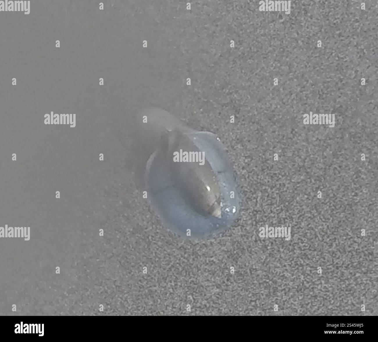 Olive Snails (Olividae Stock Photo - Alamy