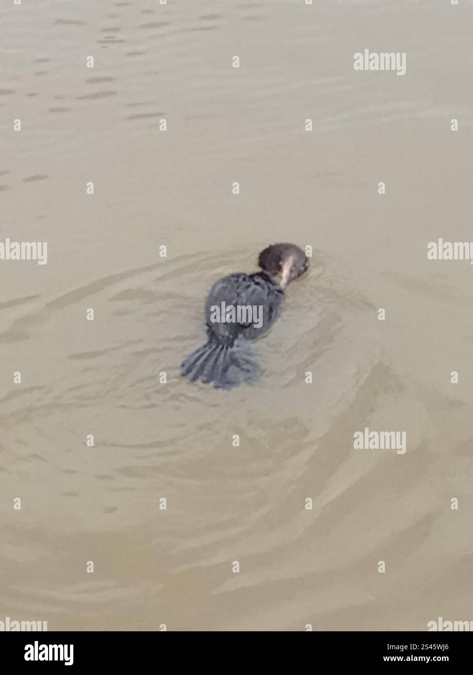 Neotropic Cormorant (Nannopterum brasilianum Stock Photo - Alamy