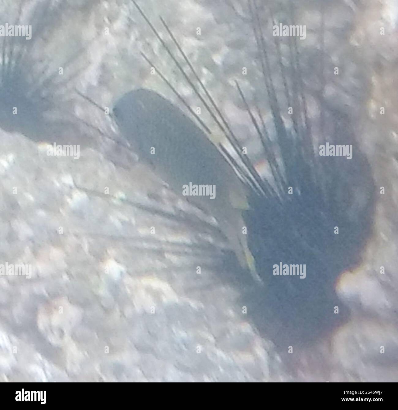 Ray-finned Fishes (Actinopterygii Stock Photo - Alamy