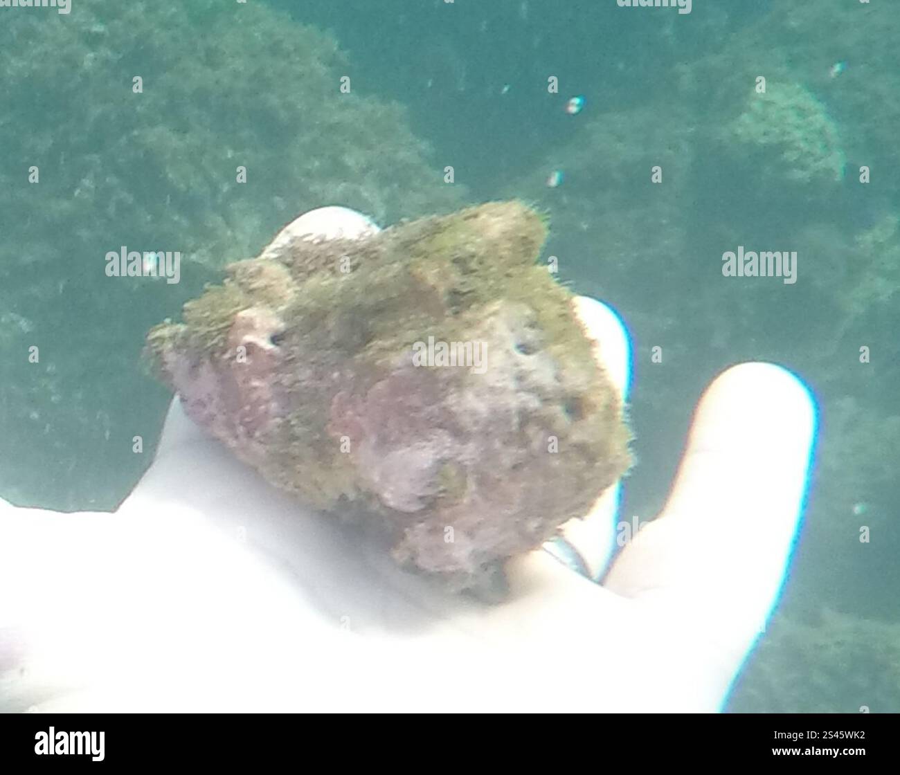 Caestus hi-res stock photography and images - Alamy