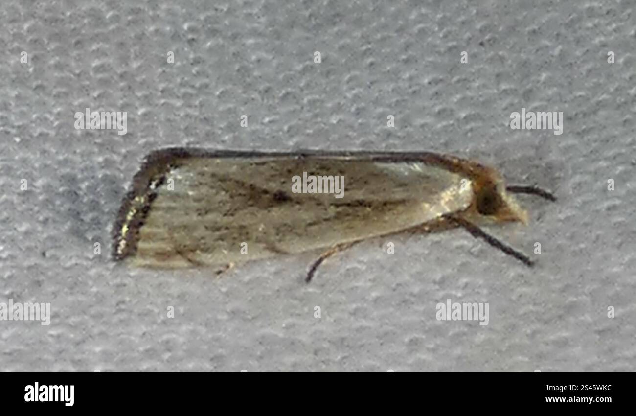 Northern Milky Argyria Moth (Argyria gonogramma Stock Photo - Alamy