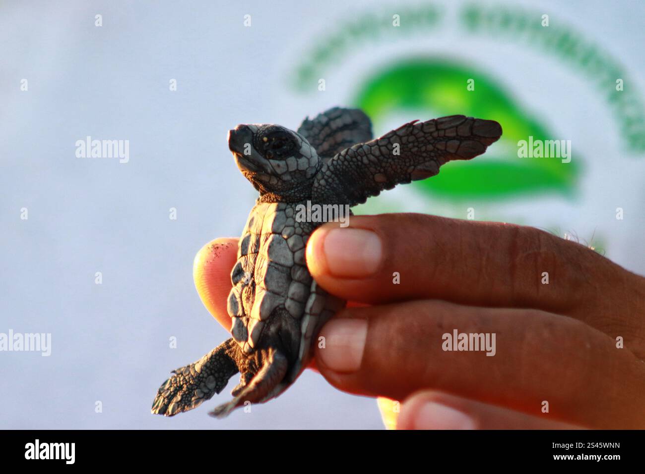 Oaxaca, Mexico. 09th Jan, 2025. A person lifts a Olive Ridley turtle ...