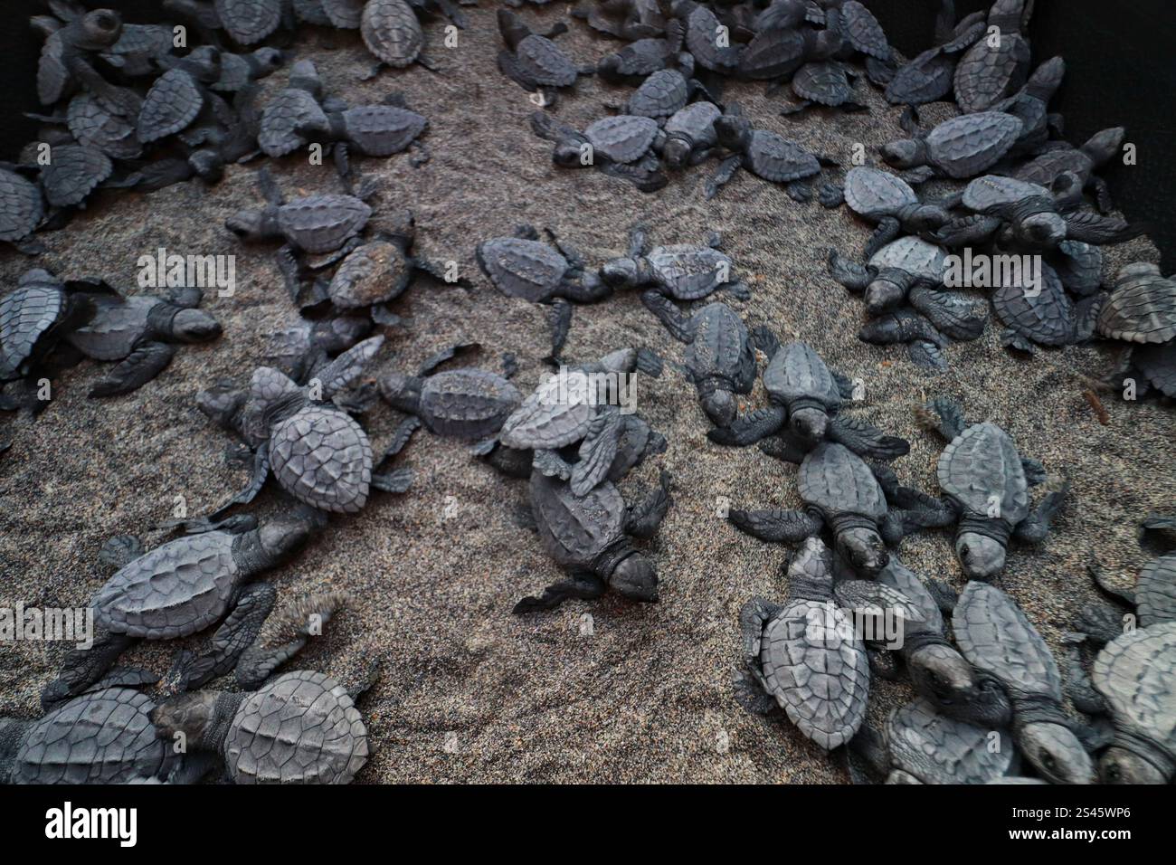Oaxaca, Mexico. 09th Jan, 2025. Olive Ridley turtles are seen during ...