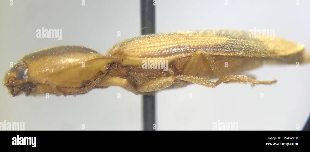 Tobacco Wireworm (Monocrepidius vespertinus Stock Photo - Alamy