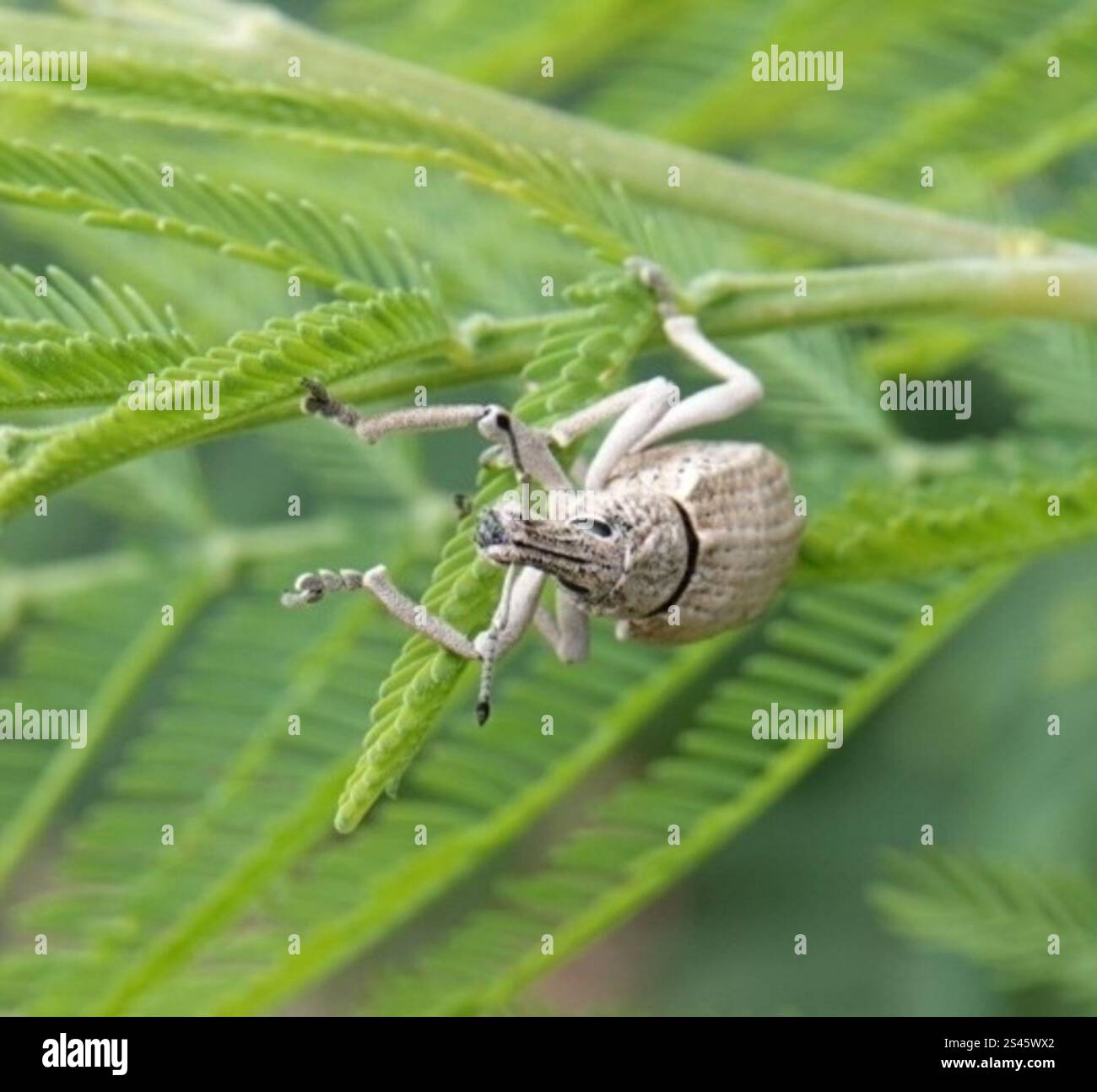 Fruit-tree Root Weevil (Leptopius robustus Stock Photo - Alamy