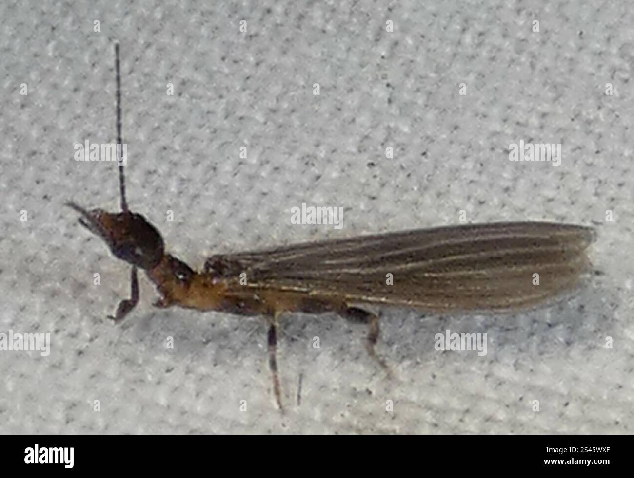 Black Webspinner (Oligotoma nigra Stock Photo - Alamy