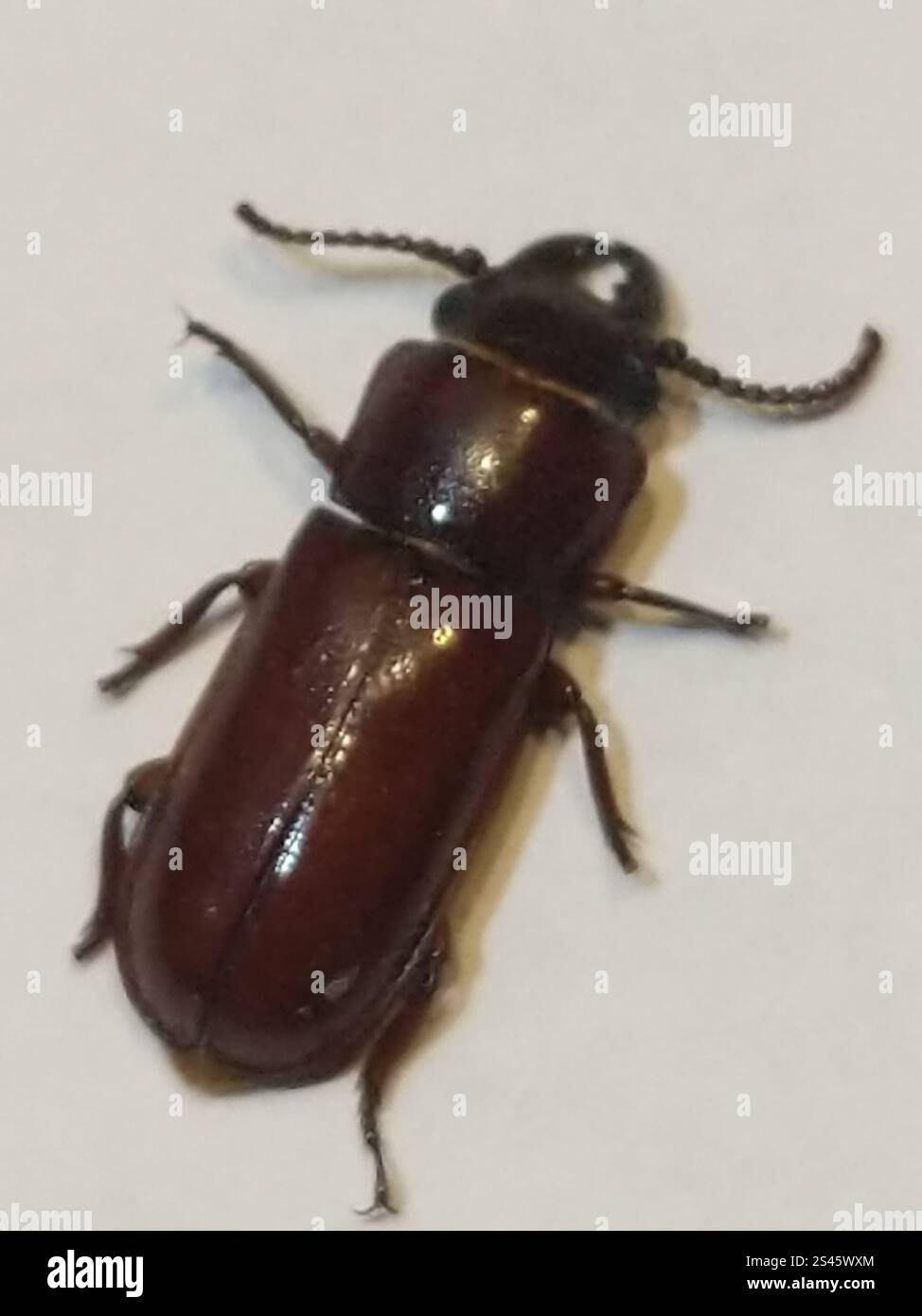 Pole Borer (Neandra brunnea Stock Photo - Alamy