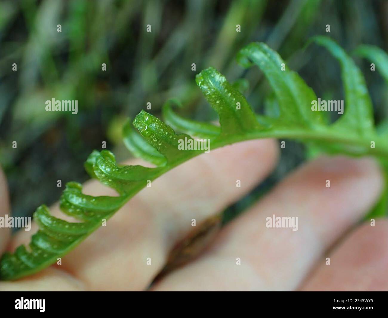 polypody ferns (Polypodium Stock Photo - Alamy