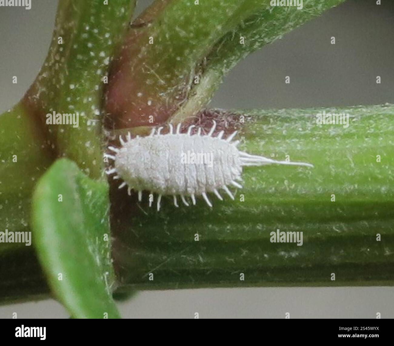 Pseudococcus hi-res stock photography and images - Alamy