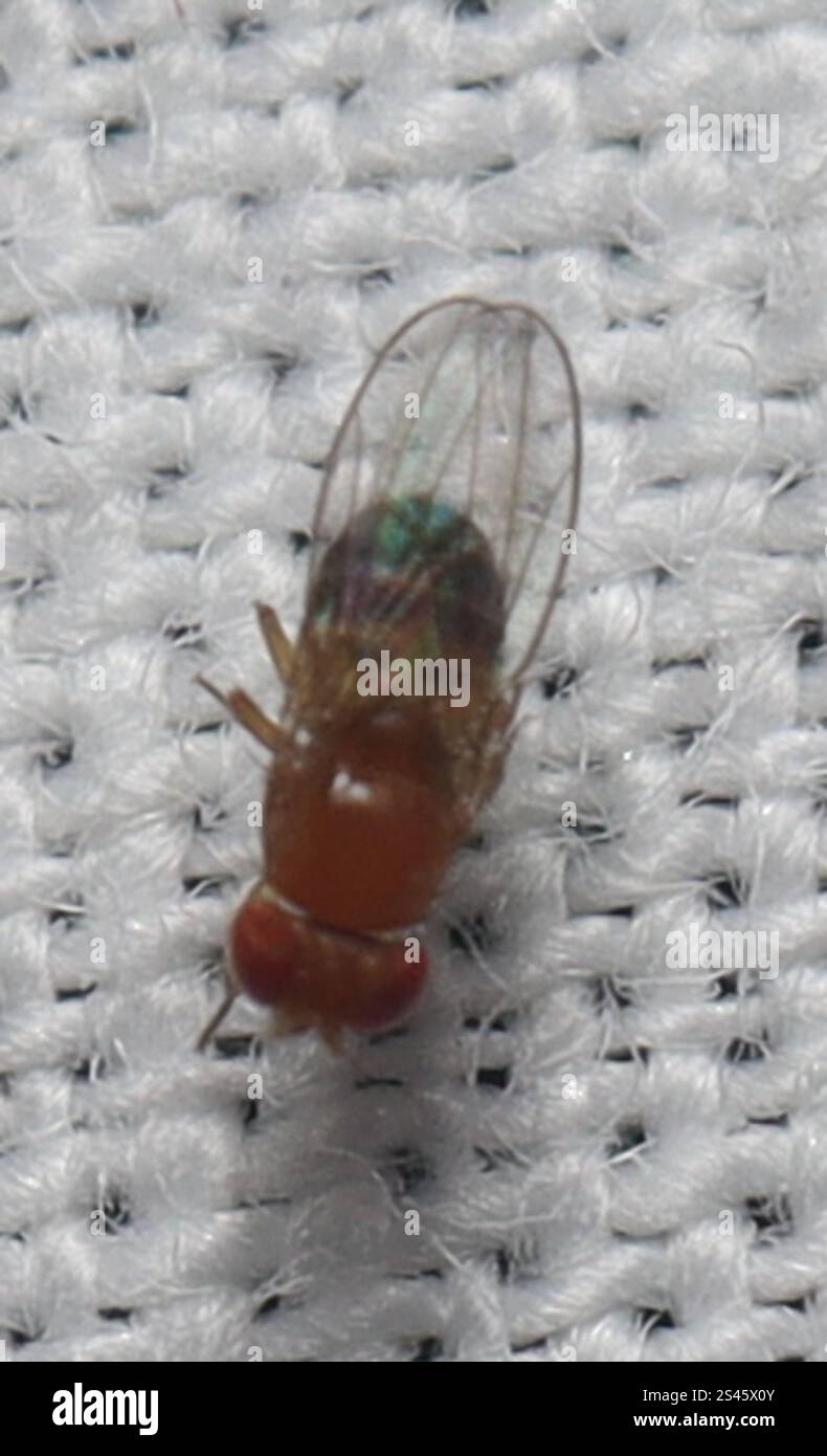 Small Fruit Flies (Drosophila Stock Photo - Alamy