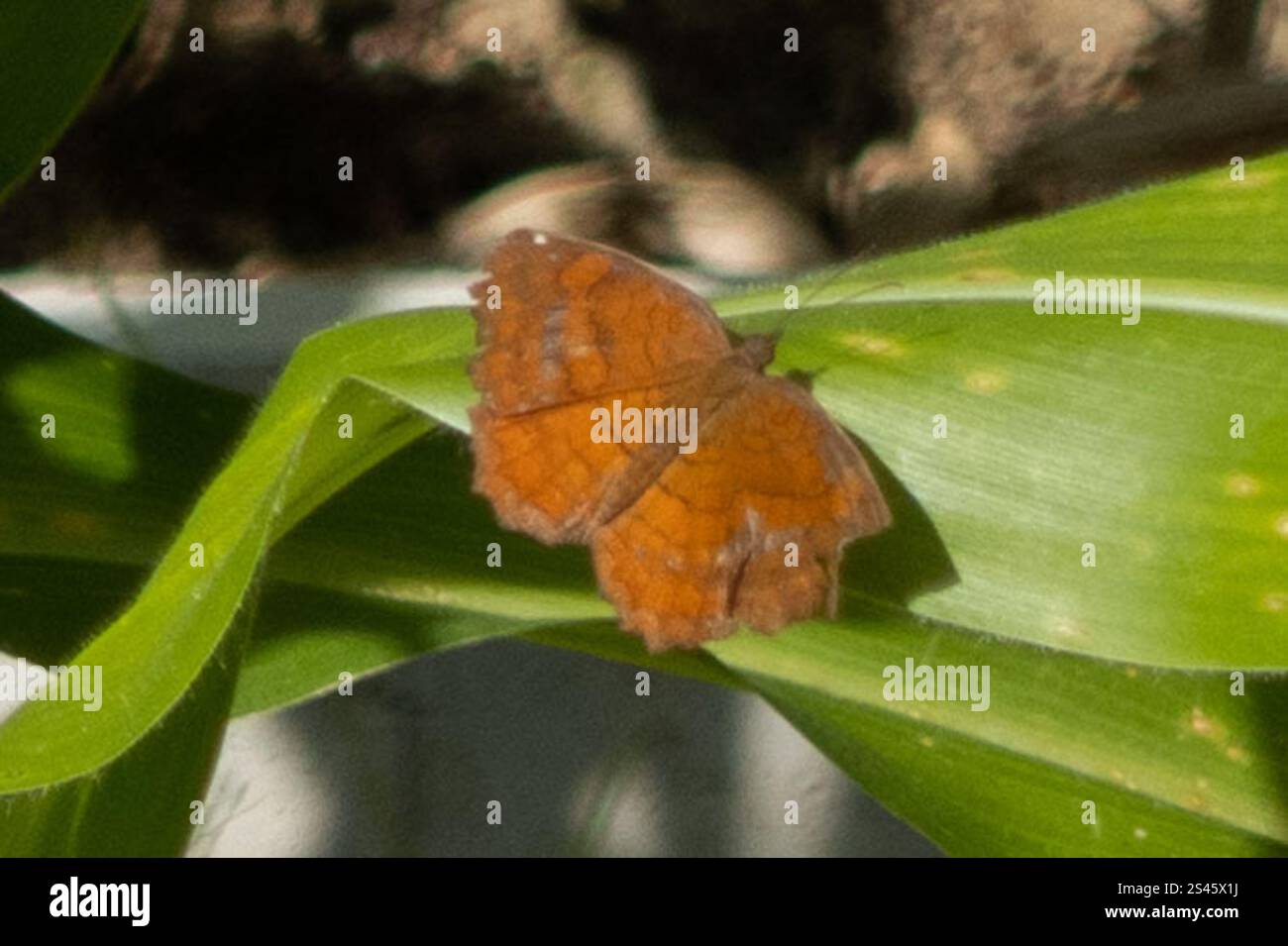 Angled Castor (Ariadne ariadne Stock Photo - Alamy
