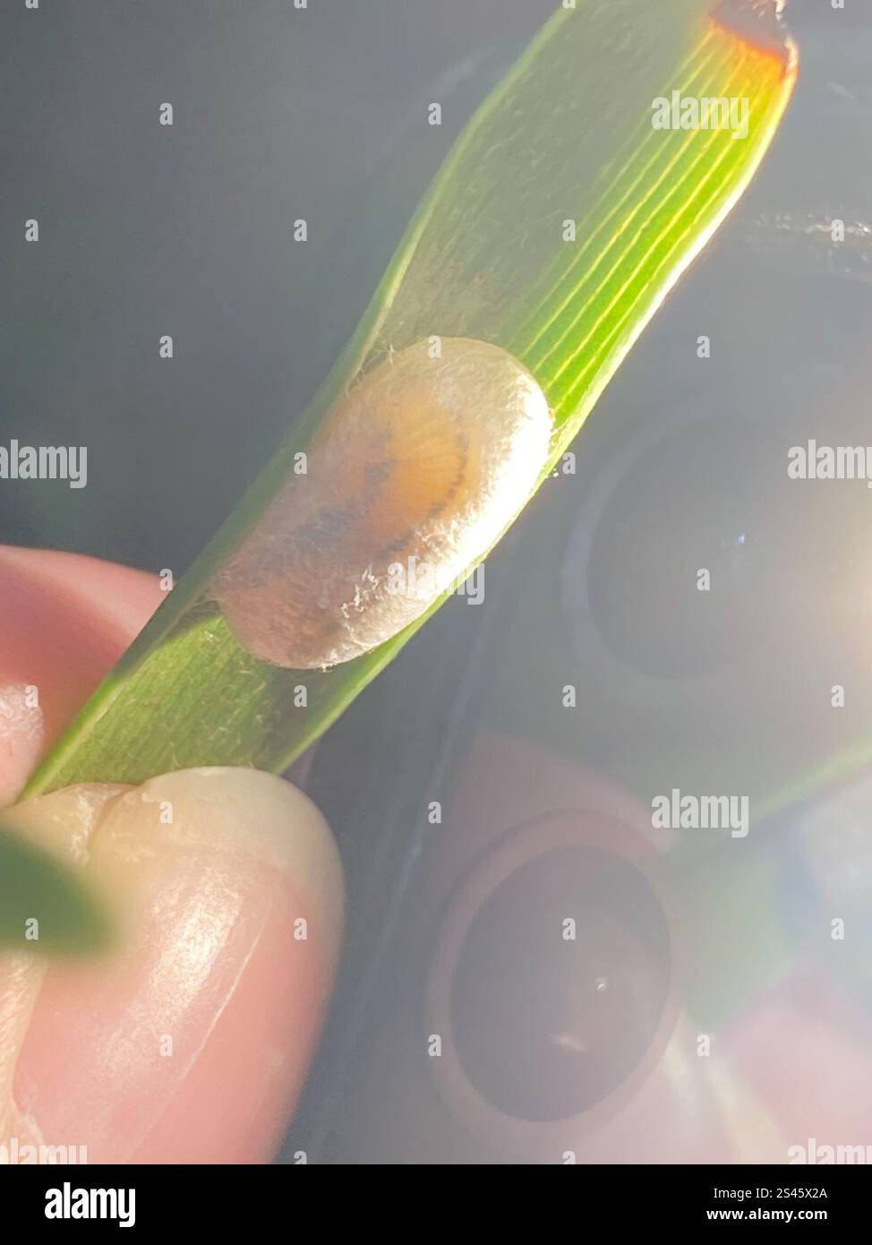 Conifer Sawflies (Diprionidae Stock Photo - Alamy