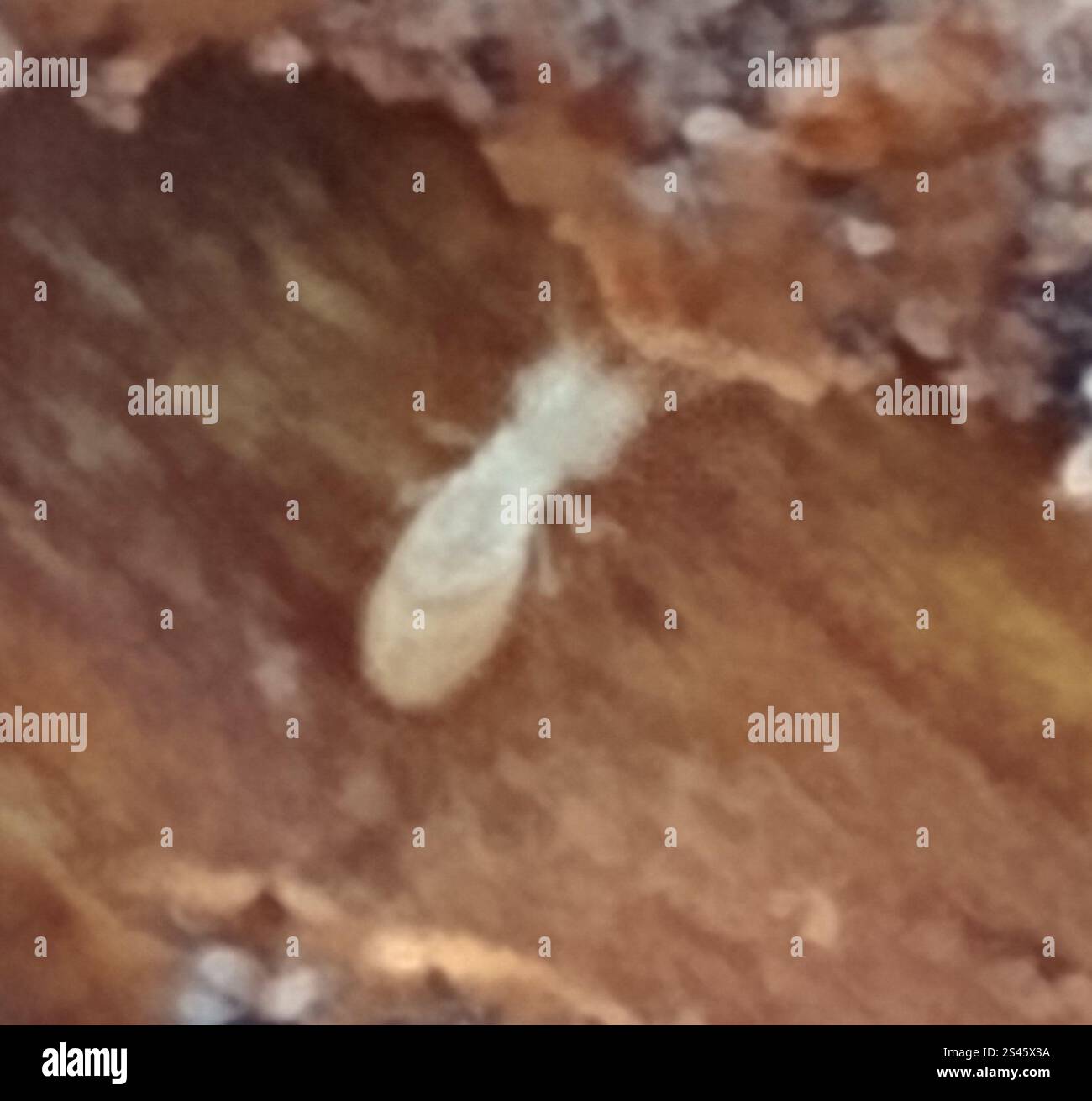 Eastern Subterranean Termite (Reticulitermes flavipes Stock Photo - Alamy