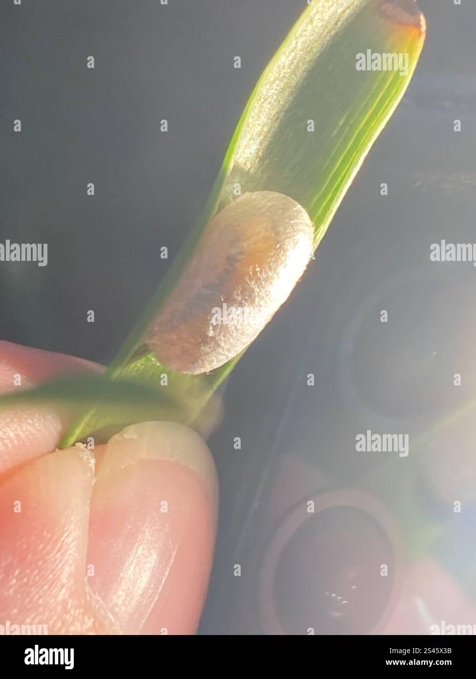 Conifer Sawflies (Diprionidae Stock Photo - Alamy