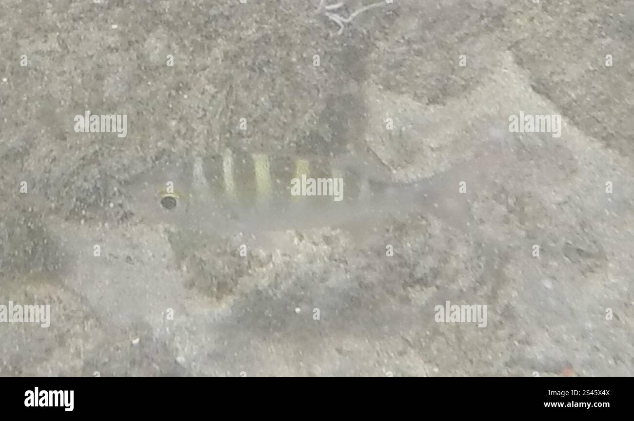 Ray-finned Fishes (Actinopterygii Stock Photo - Alamy