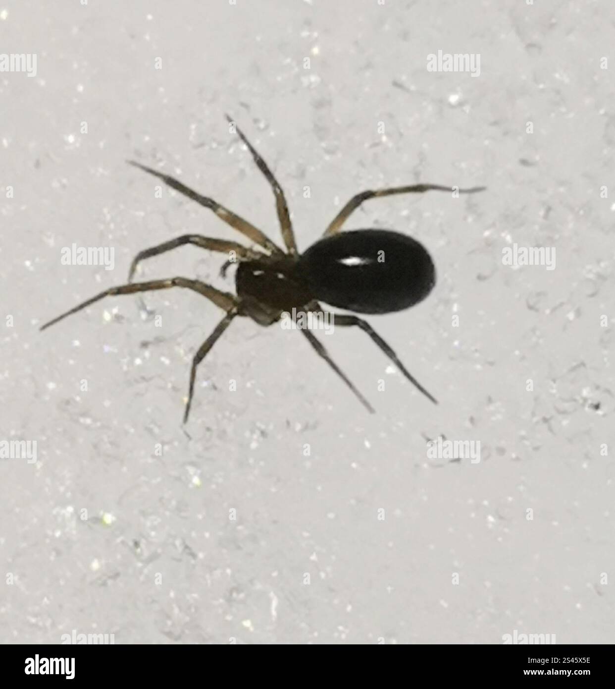 Sheetweb and Dwarf Weavers (Linyphiidae Stock Photo - Alamy